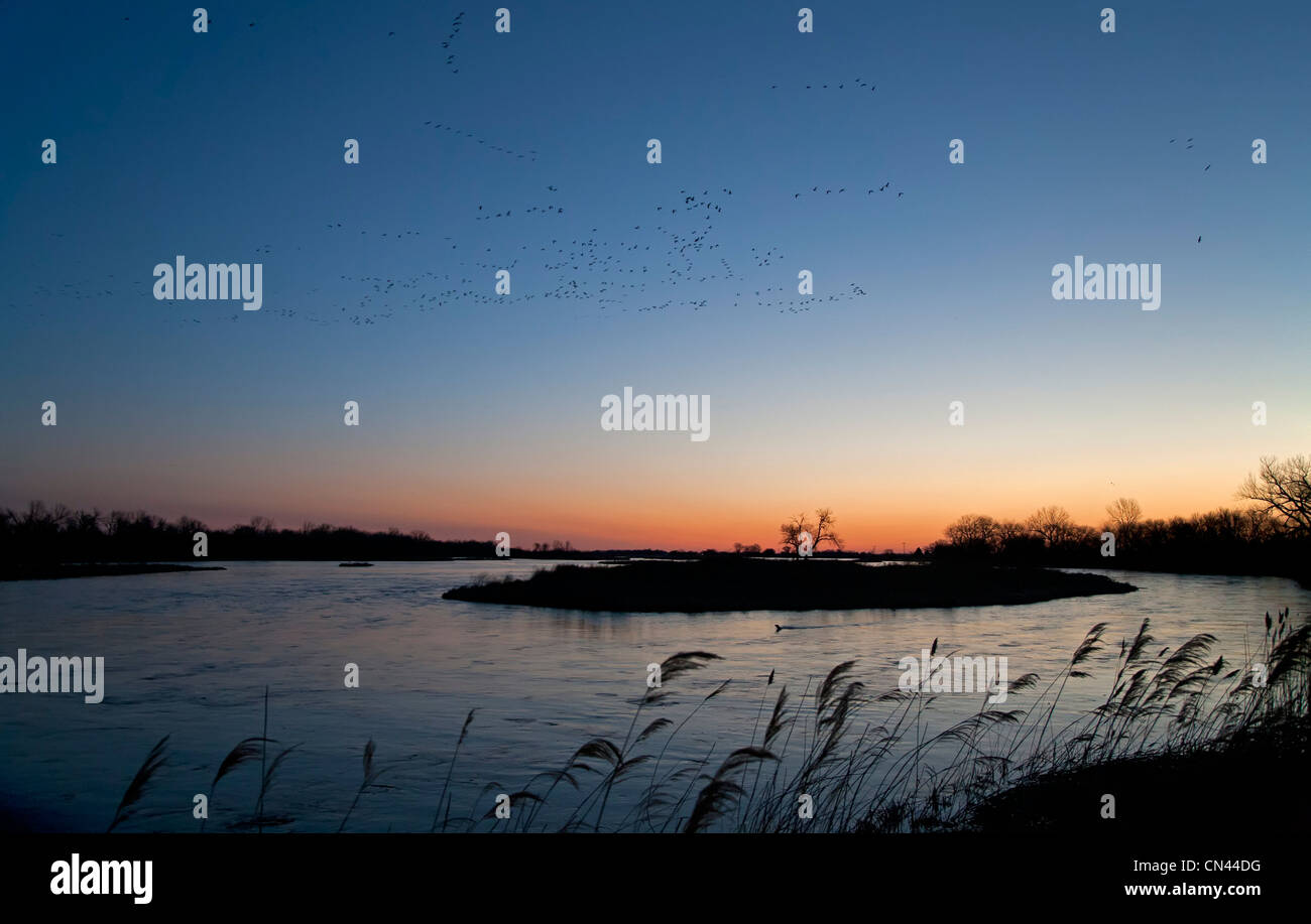Sandhill cranes and other migratory birds fly over the Platte River at ...