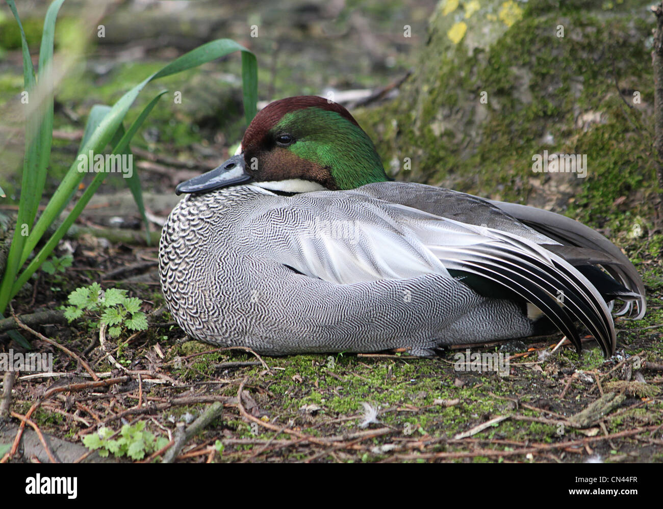 Falcated duck anas falcata hi-res stock photography and images - Alamy