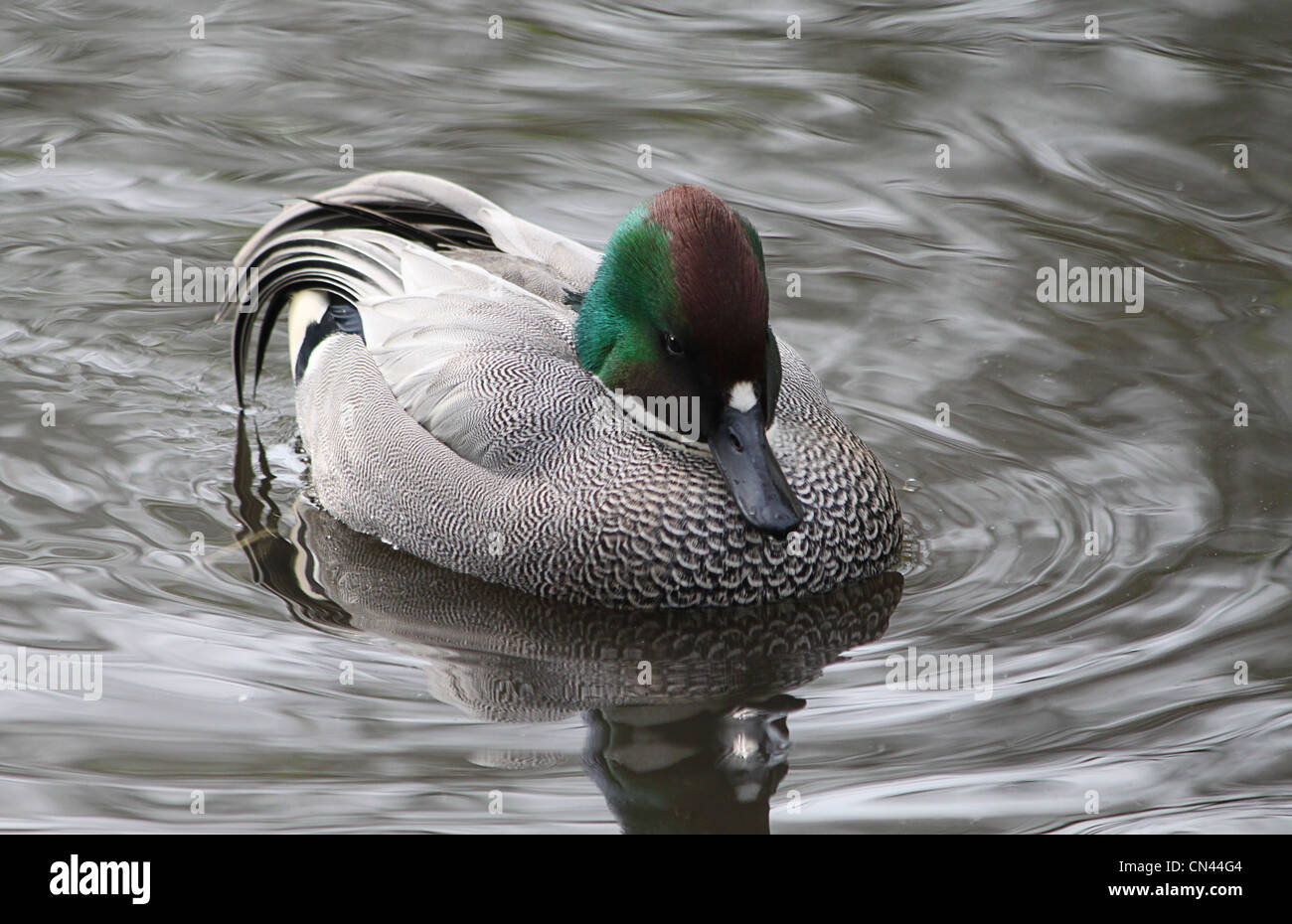 Adult male Falcated Teal AKA Bronze Capped Teal (Anas Falcata) in ...
