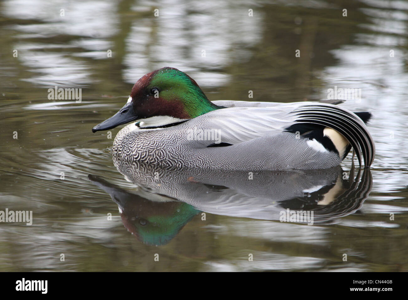 Adult male Falcated Teal AKA Bronze Capped Teal (Anas Falcata) in ...
