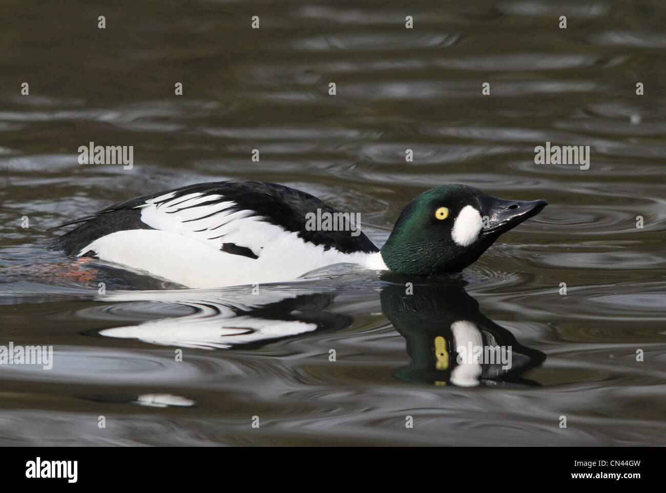 Duck mating season hi-res stock photography and images - Alamy