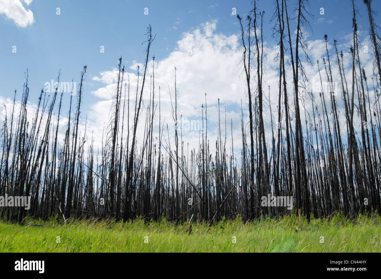 Remnants of a forest fire (1995) at Mariana Lake south of Fort McMurray ...