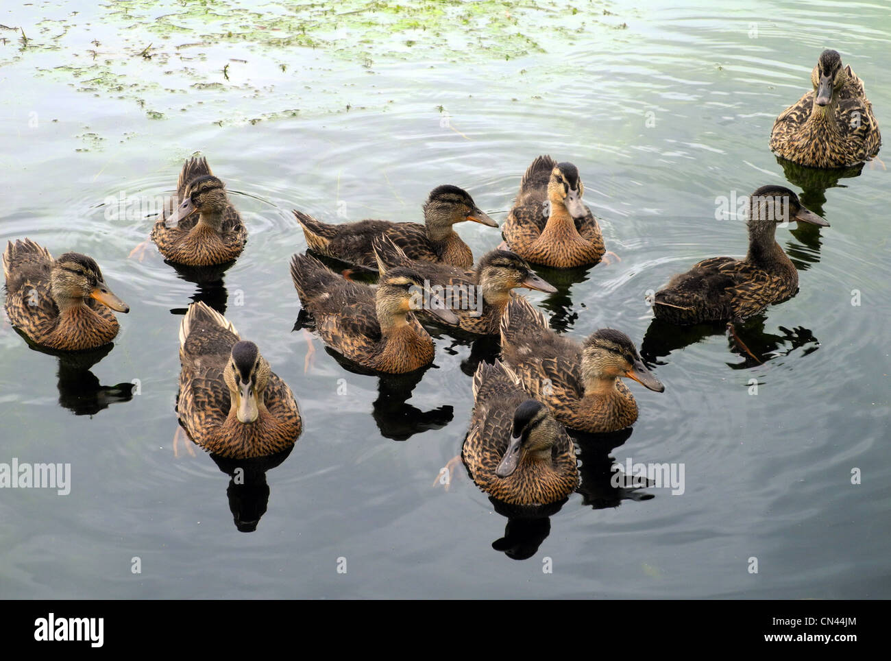 10 ducklings hi-res stock photography and images - Alamy