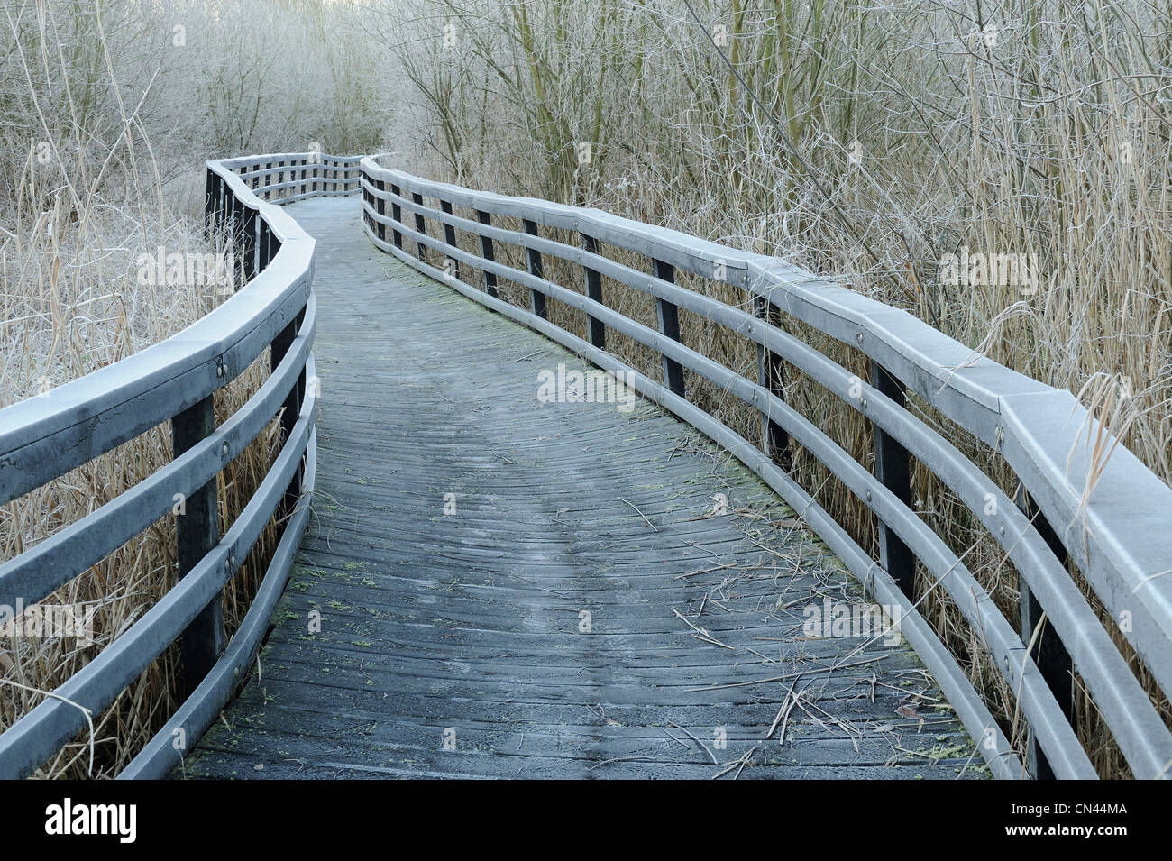 Frozen walkway leading through Shapwick Heath Nature Reserve, Somerset ...