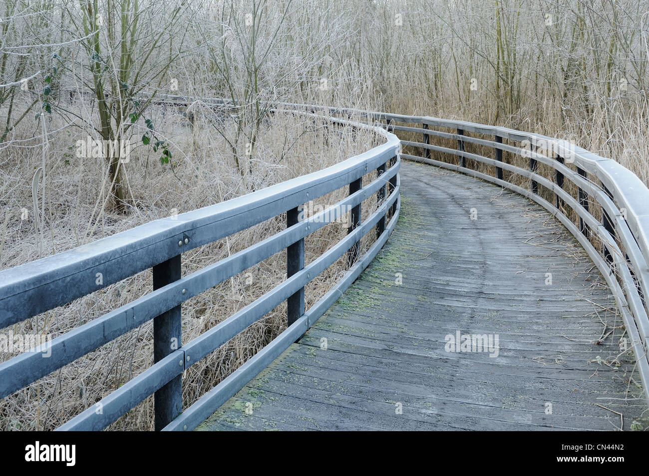 Frozen walkway leading through Shapwick Heath Nature Reserve, Somerset ...