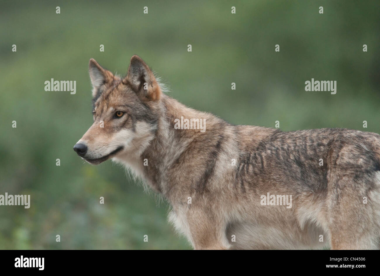 Gray Wolf (Canis lupus) is always alert and on guard. Denali National ...