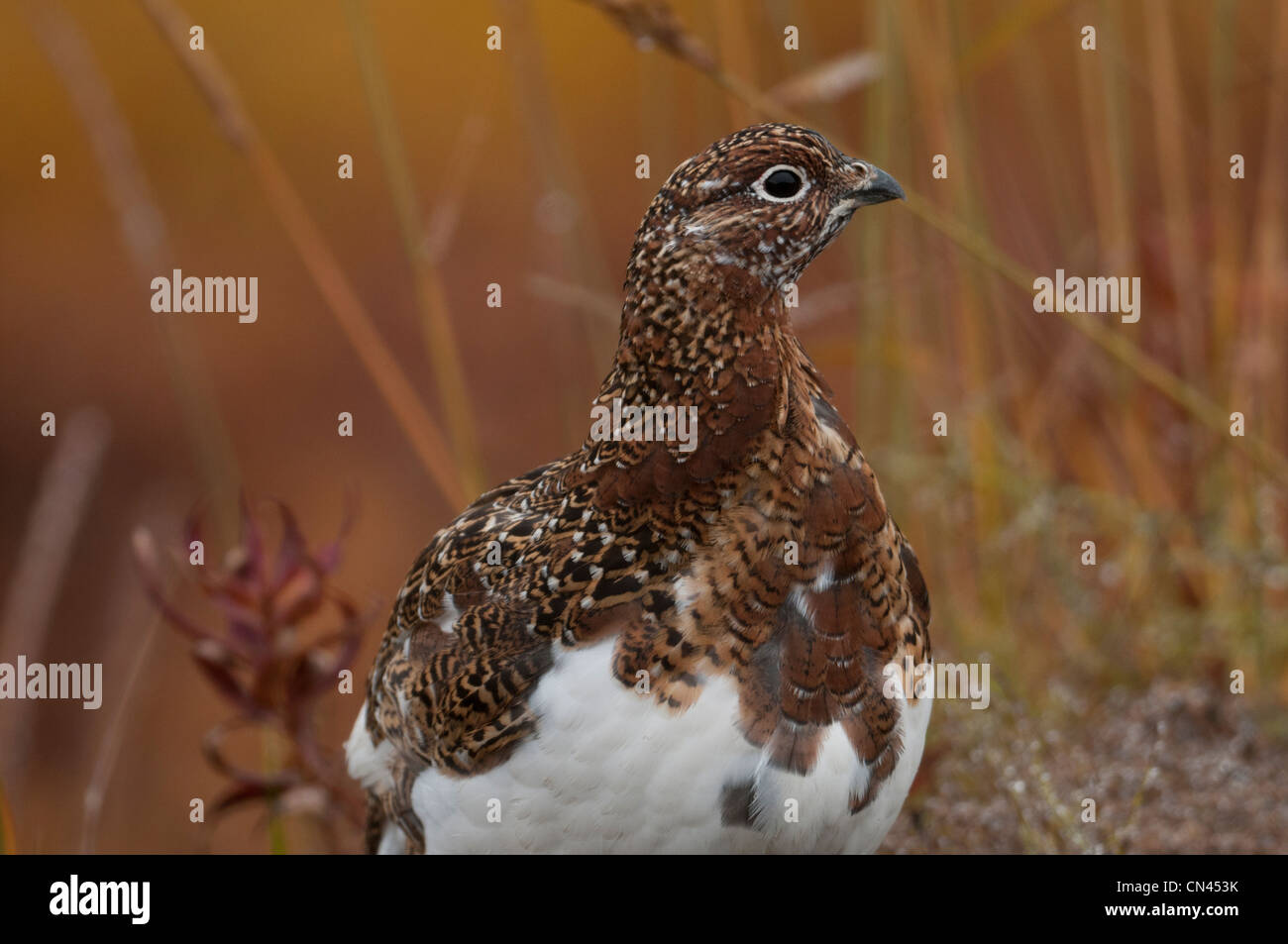 Willow ptarmigan alaska hi-res stock photography and images - Alamy