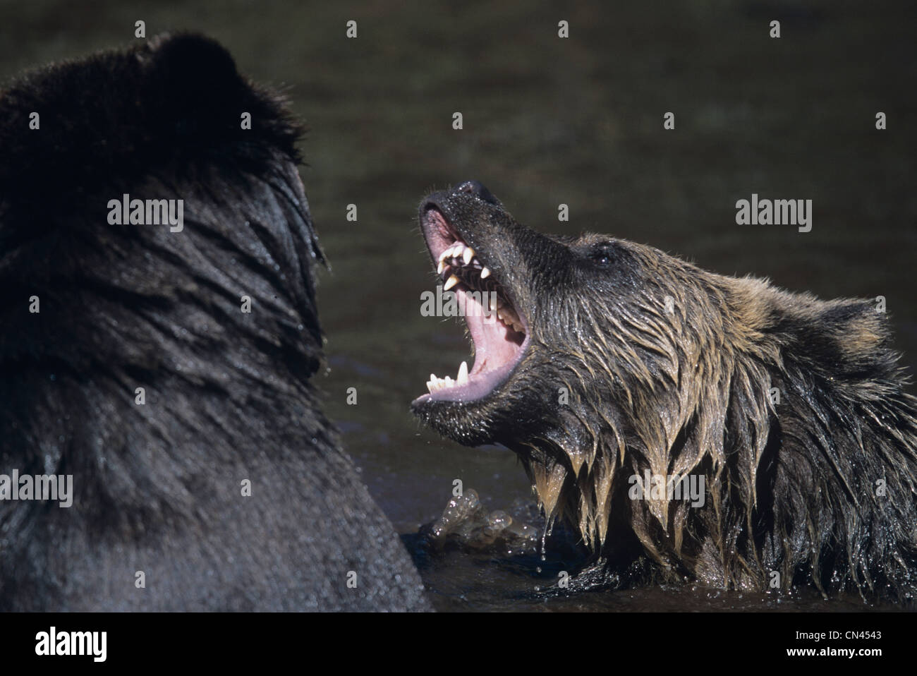 Close up grizzly bear growling hi-res stock photography and images - Alamy