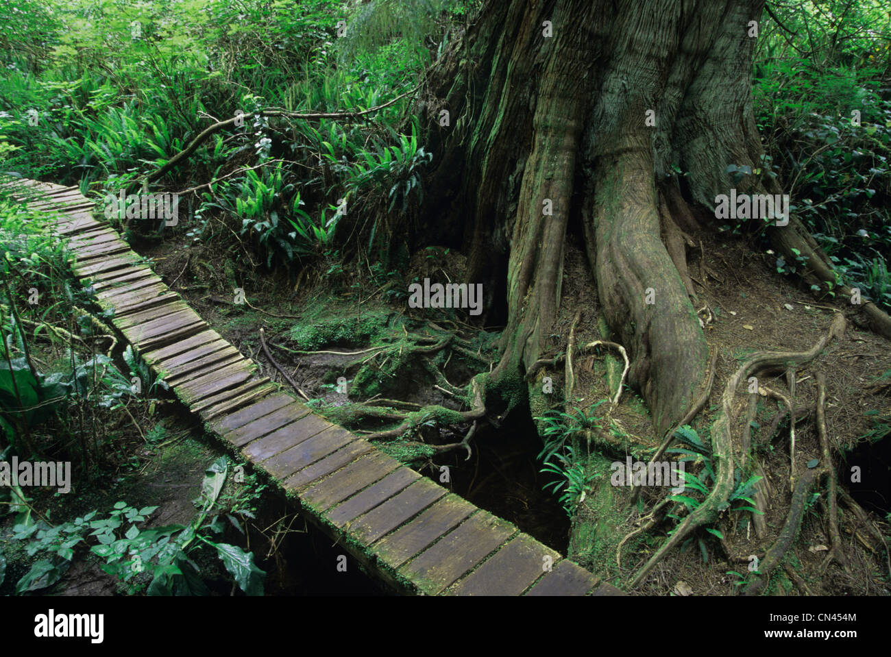 Meares island tree hi-res stock photography and images - Alamy