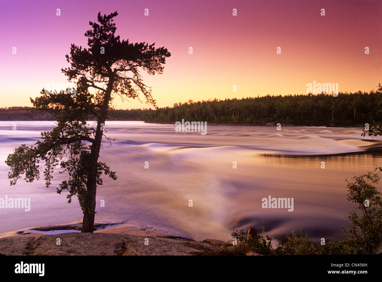Pine Tree, Sturgeon Falls, Whiteshell Provincial Park, Manitoba Stock ...