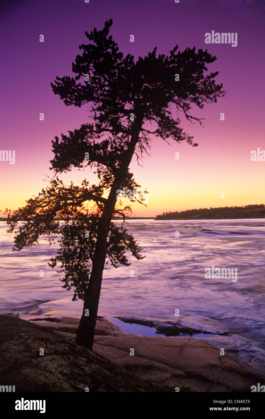 Pine Tree, Sturgeon Falls, Whiteshell Provincial Park, Manitoba Stock ...