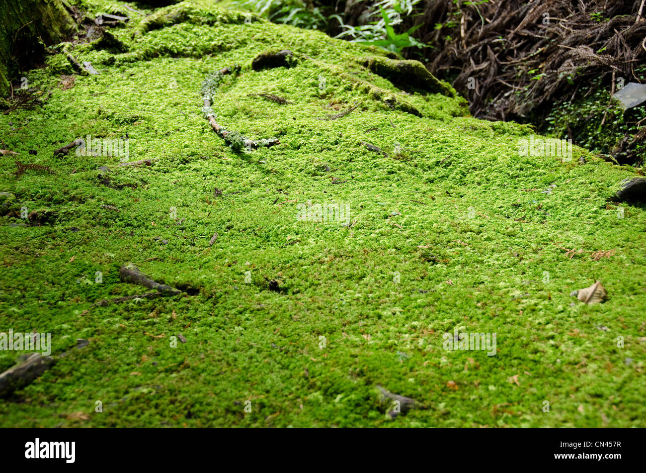 Closeup of a moss in forest, green background Stock Photo - Alamy
