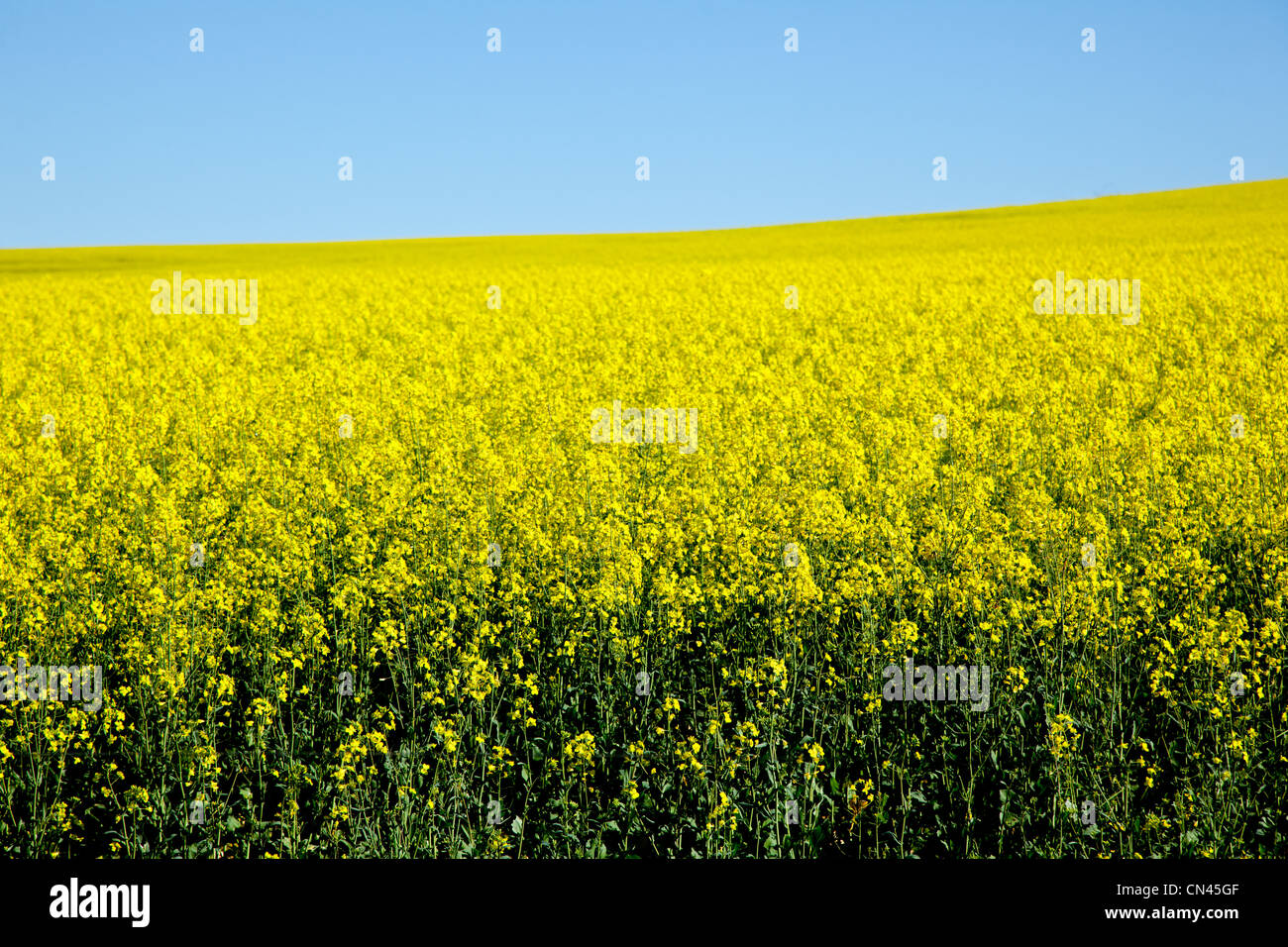 Canola crops. Eyre Peninsula South Australia Stock Photo - Alamy