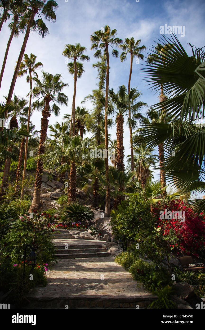 Palm trees at the Willows Resort in Palm Springs, California Stock ...