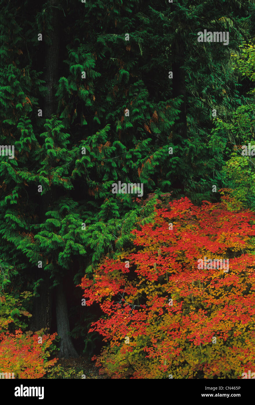 Fall Colours in Manning Provincial Park, British Columbia Stock Photo ...