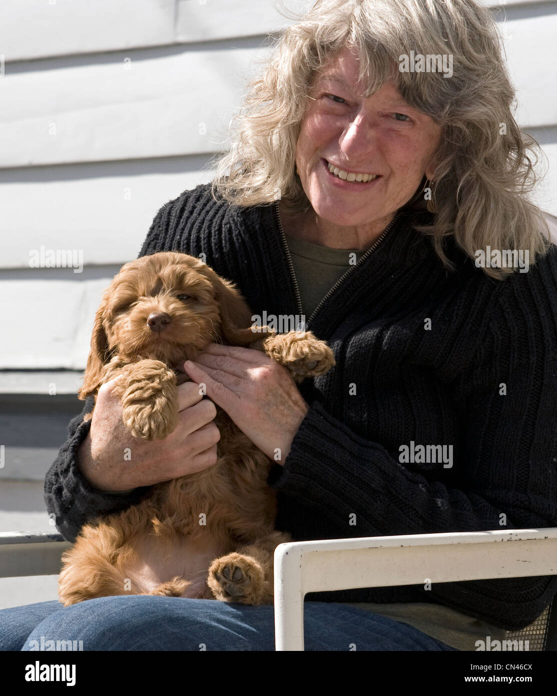 A woman holds her miniature golden-doodle puppy on her lap Stock Photo ...