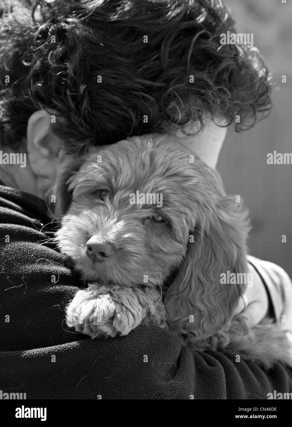Goldendoodle puppy Black and White Stock Photos & Images - Alamy