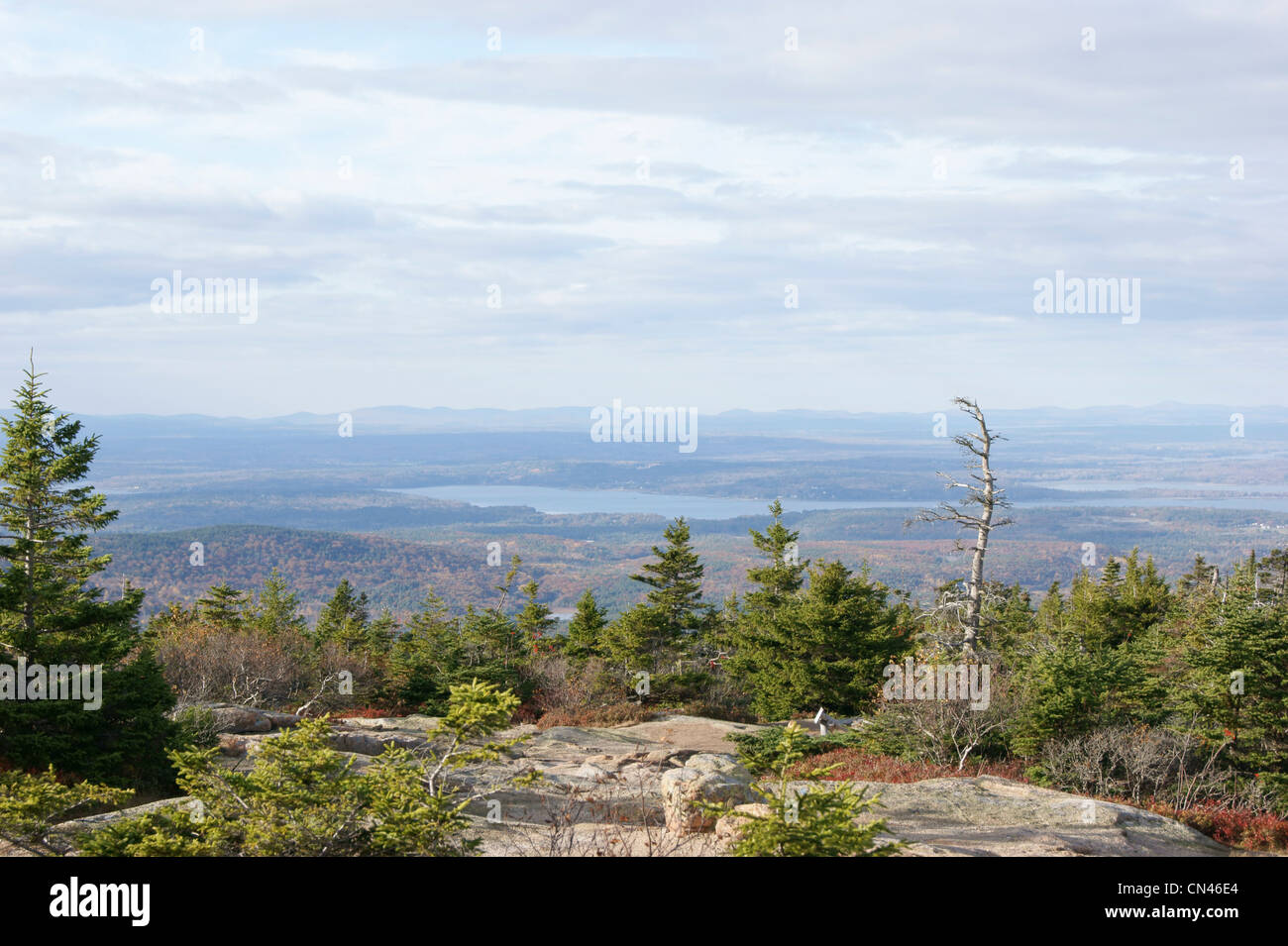 Stunted trees at the alpine treeline, Cadillac Mountain in Autumn ...