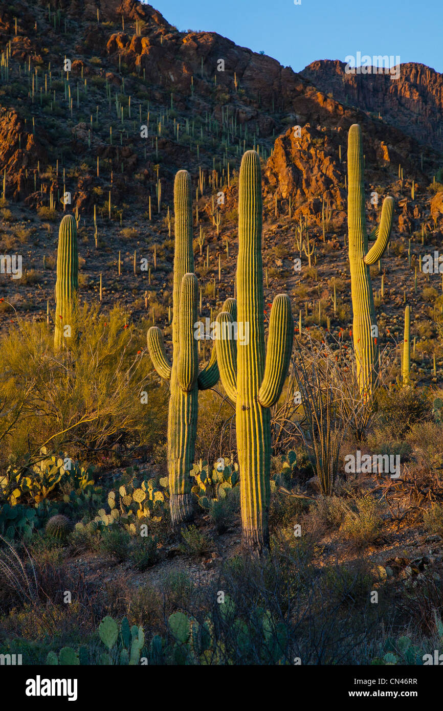 Tall cactus plants sonoran desert hi-res stock photography and images ...