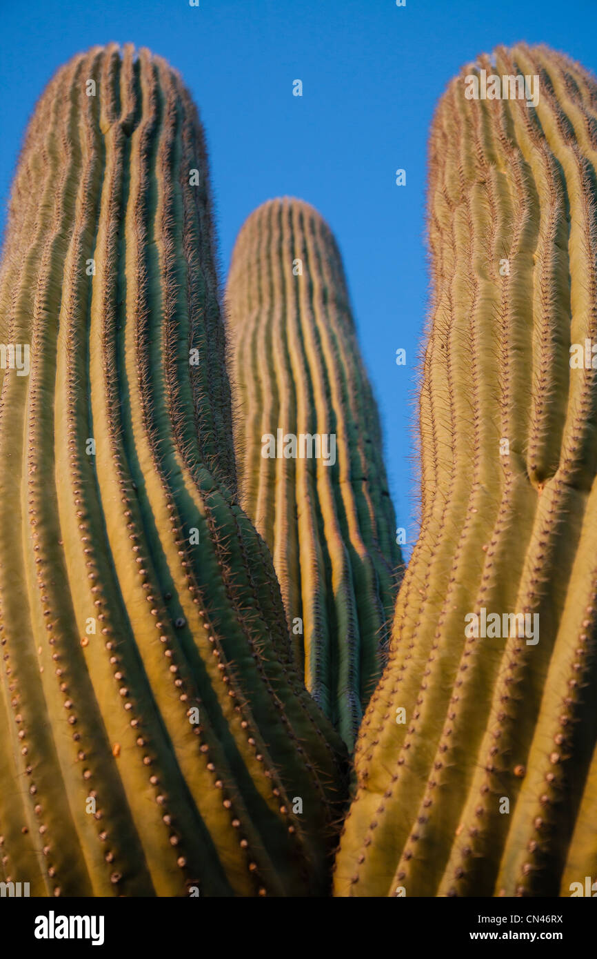Saguaro And Arms High Resolution Stock Photography and Images - Alamy