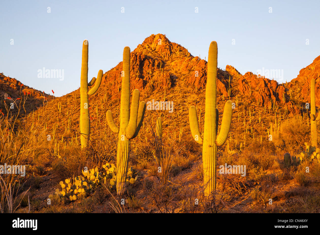 Tall Cactus Plants Sonoran Desert High Resolution Stock Photography and ...