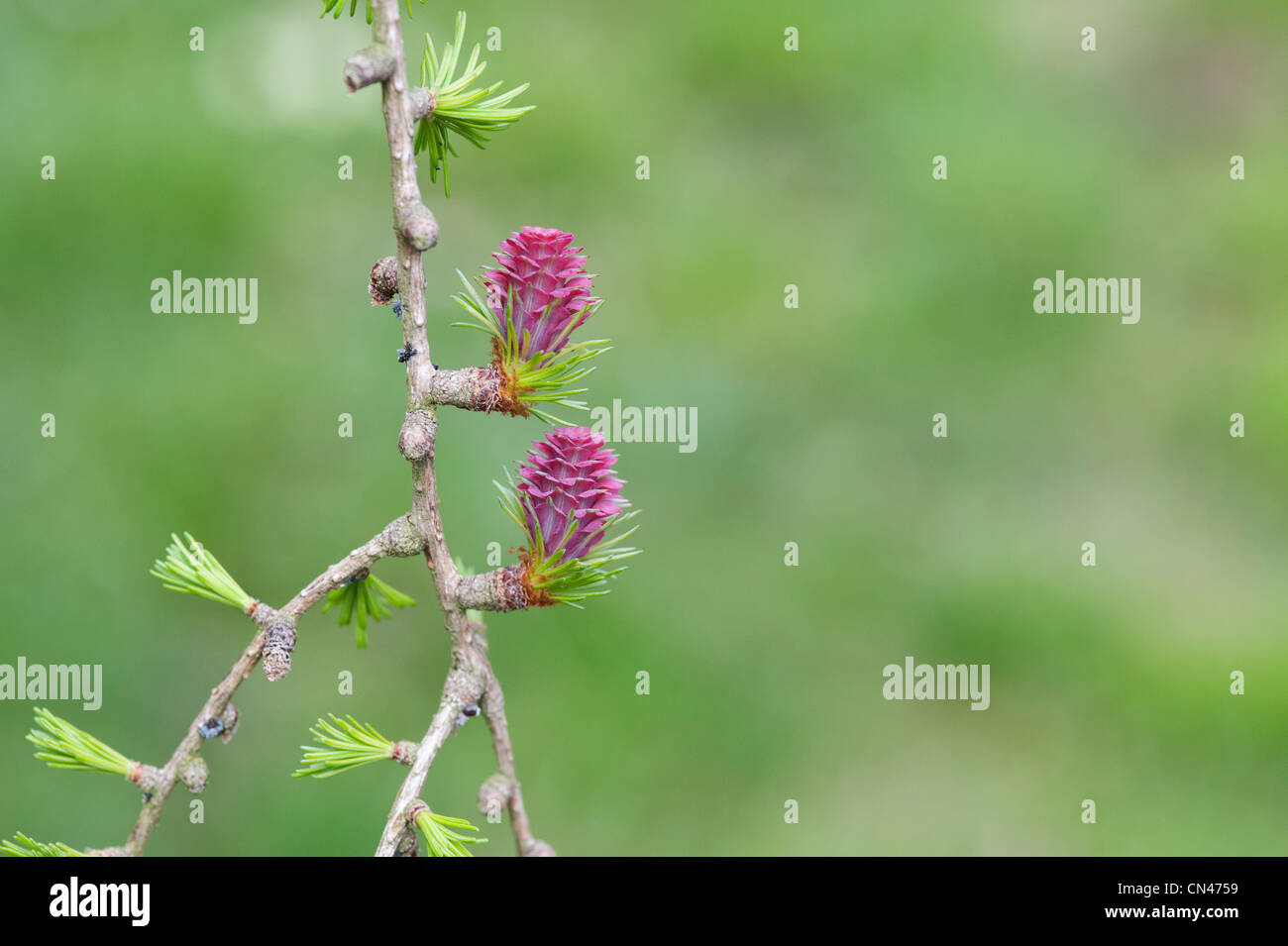 Larix decidua. Larch tree female flower in spring Stock Photo - Alamy