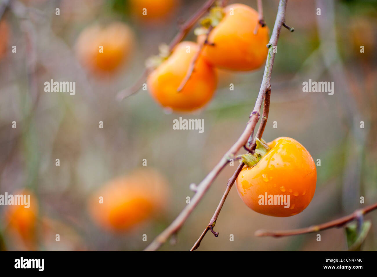 South Korea, South Kyeongsang Province, Hadong County, Witaeri ...