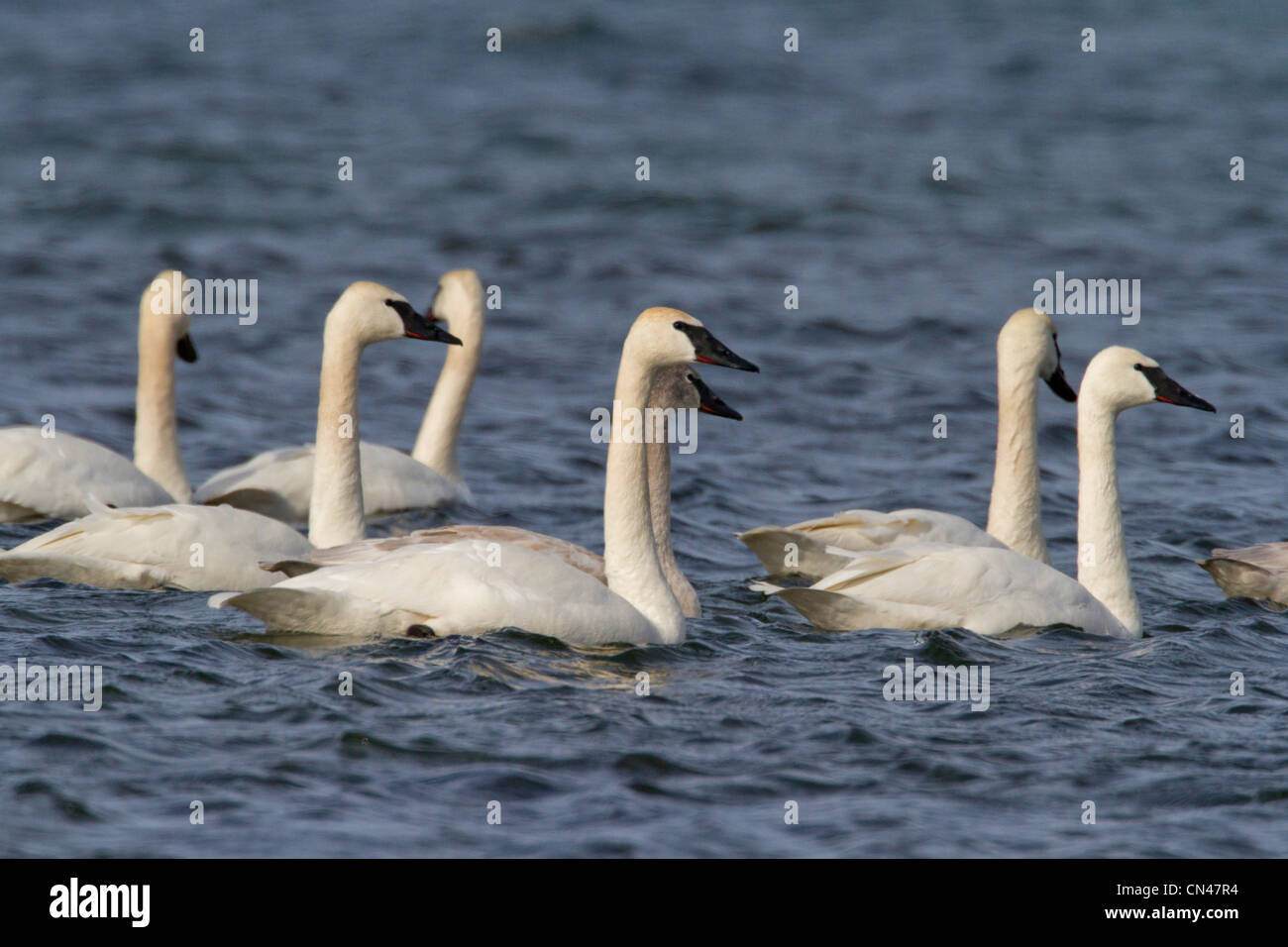 Trumpeter swans hi-res stock photography and images - Alamy