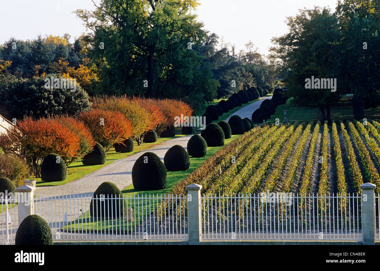 France, Gironde, Pauillac, Chateau Mouton Rothschild, vineyard and ...