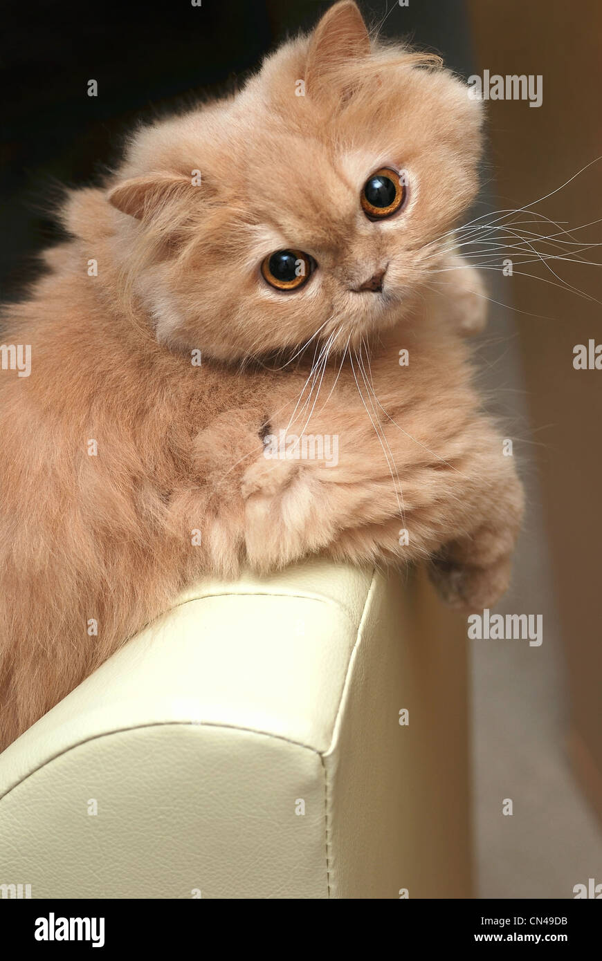 Persian cat profile hi-res stock photography and images - Alamy