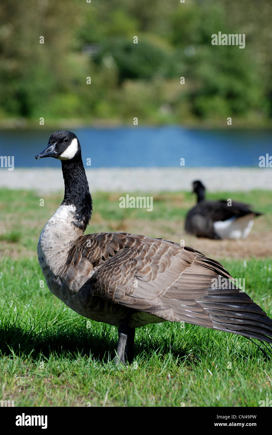 Close-up Canadian goose Stock Photo - Alamy
