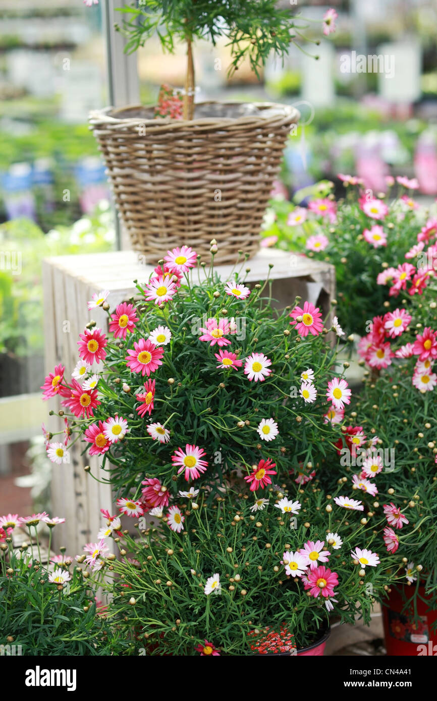 Botany blossom hi-res stock photography and images - Alamy