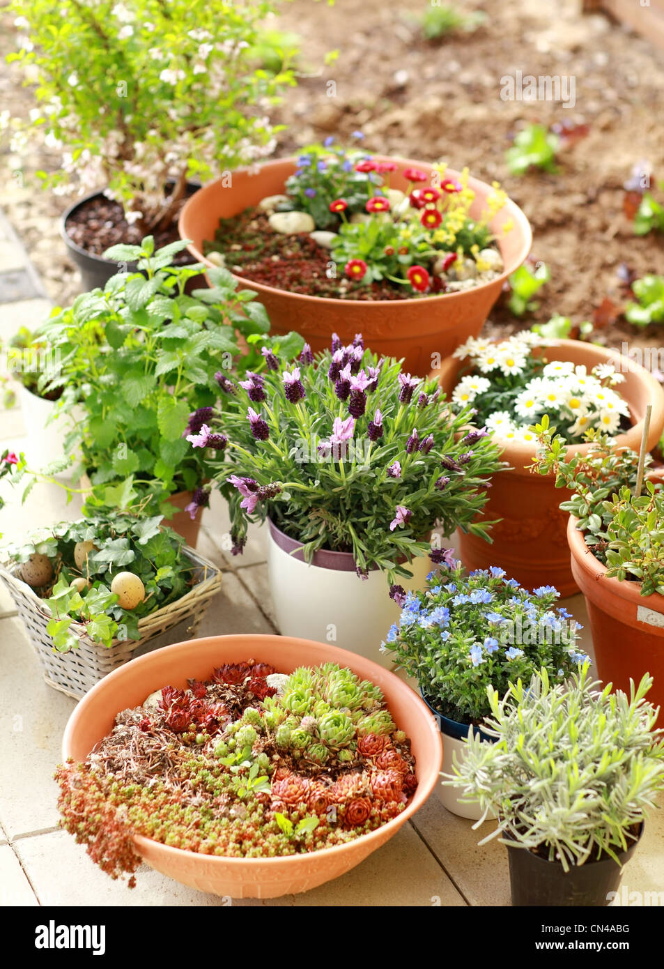 Outdoor flower pots for small garden, patio or terrace Stock Photo - Alamy