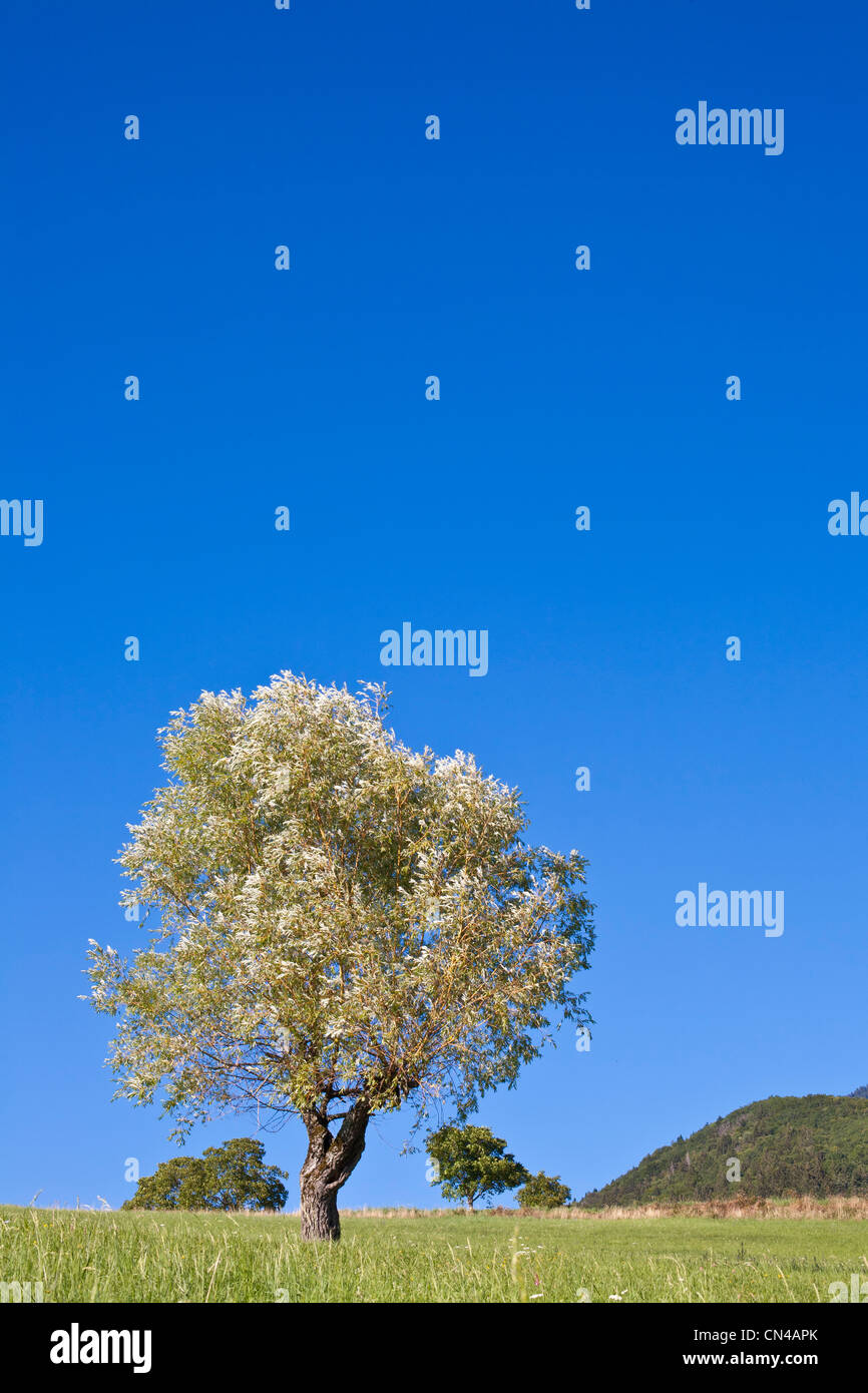 France, Isere, Parc Naturel Regional de Chartreuse (Chartreuse Regional ...
