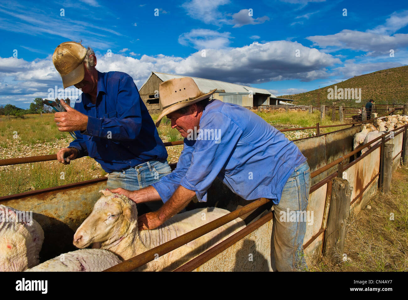 Sheep mustering australia hi-res stock photography and images - Alamy
