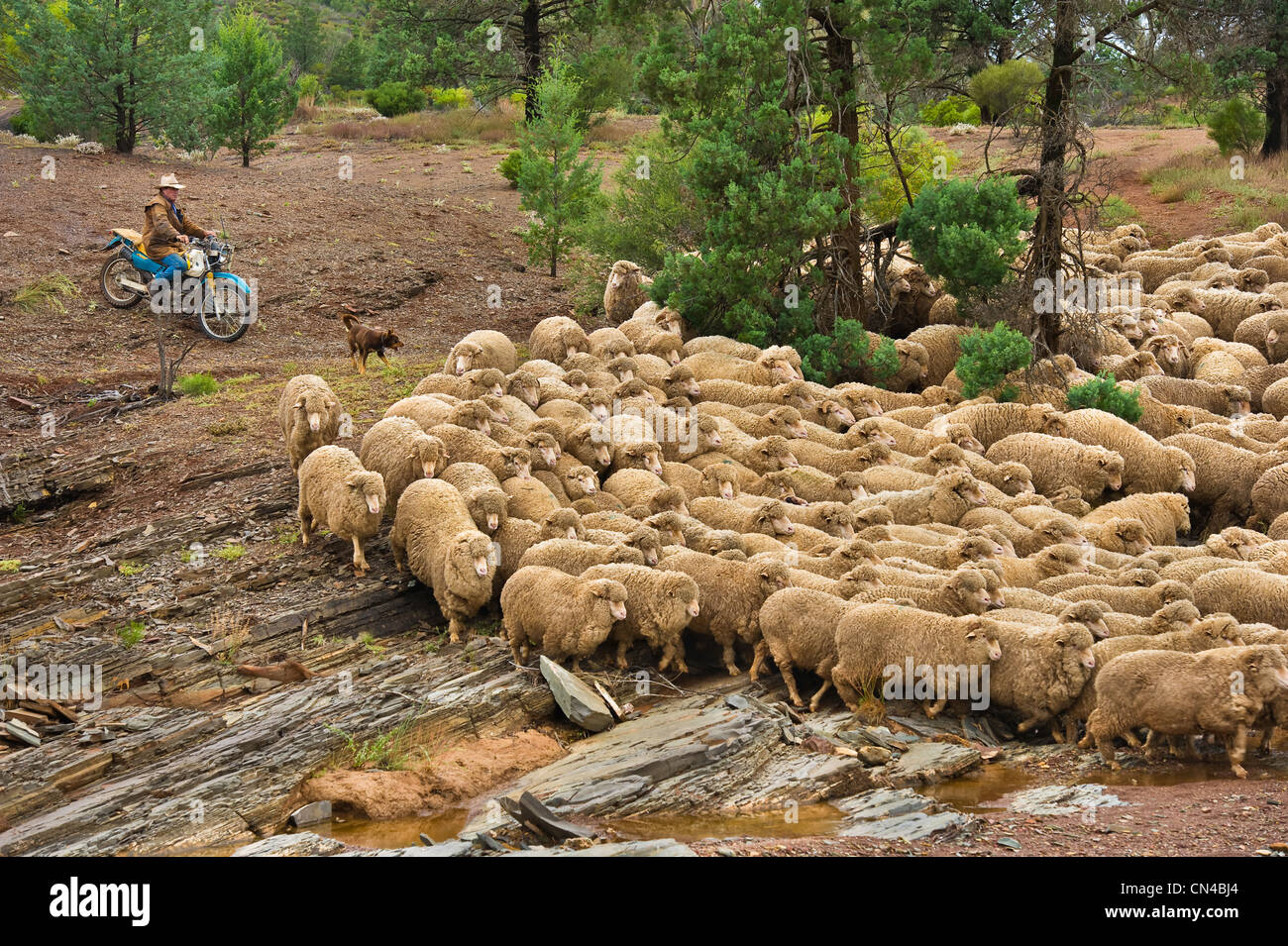 Sheep station australia hi-res stock photography and images - Alamy