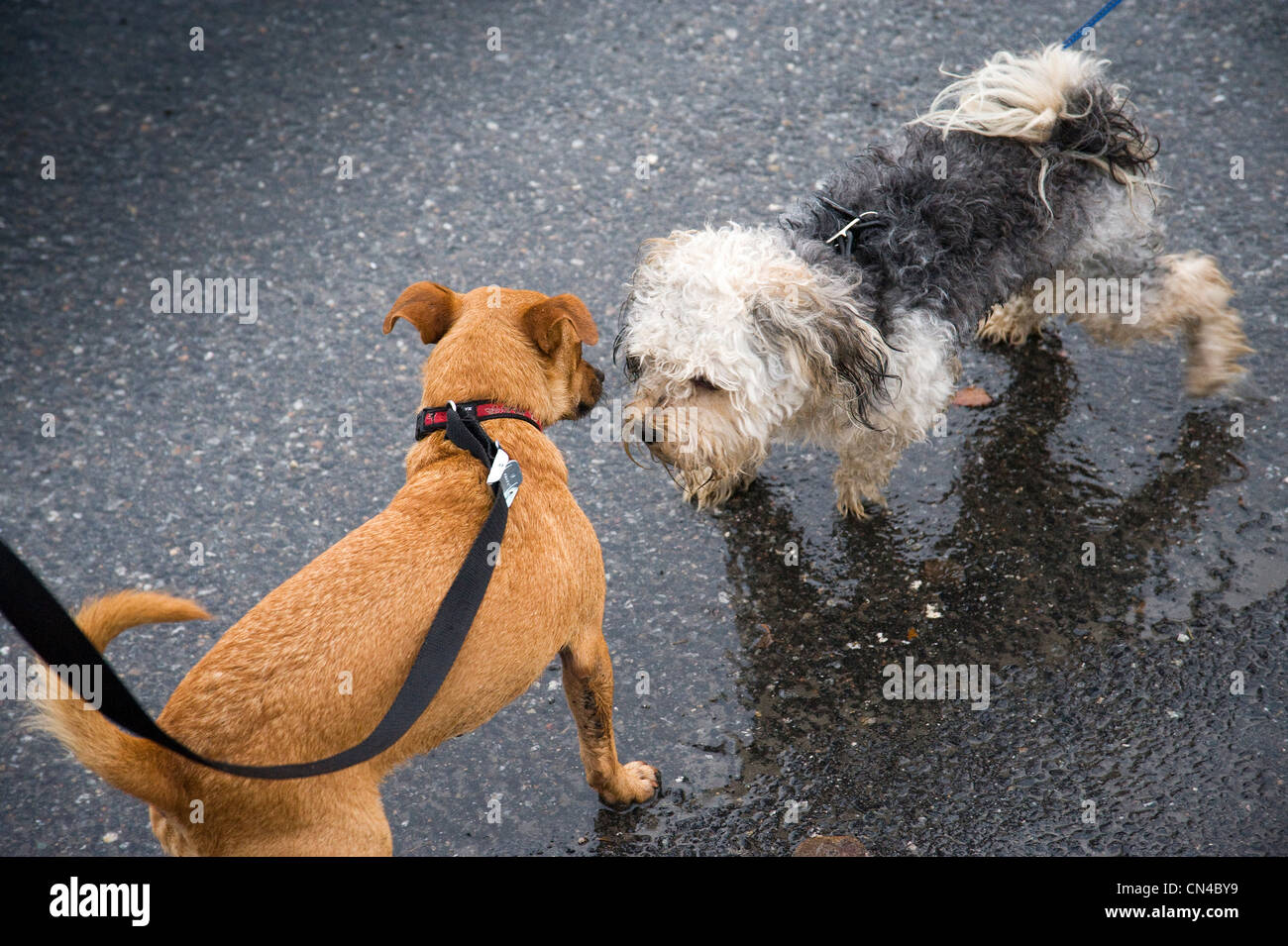 Two dogs meeting in the rain Stock Photo - Alamy