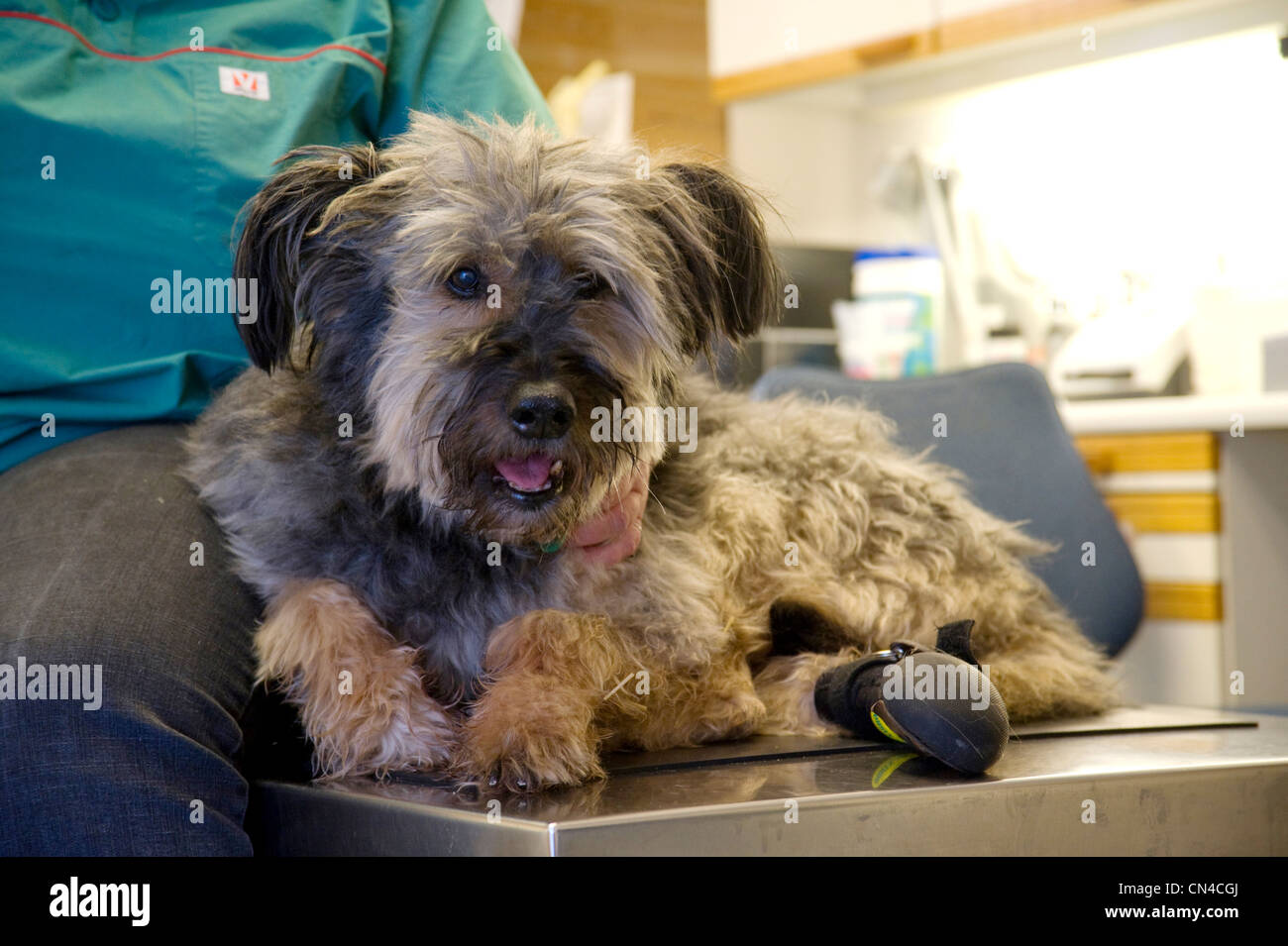 Paralyzed dog at the vets Stock Photo - Alamy