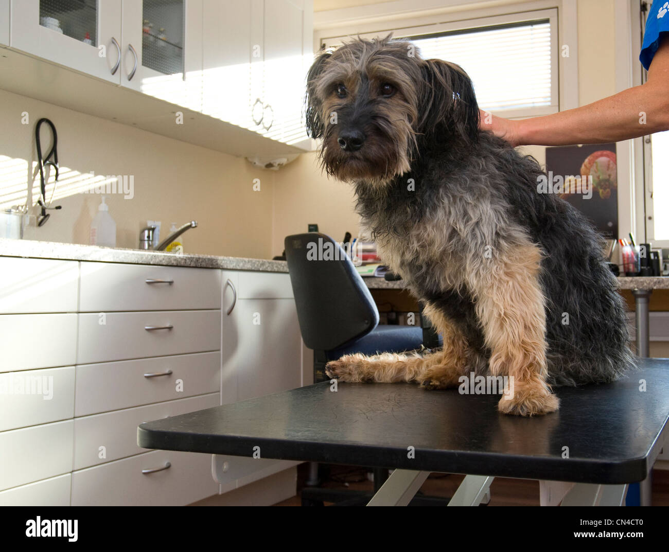 Dog at the kiropractor Stock Photo - Alamy