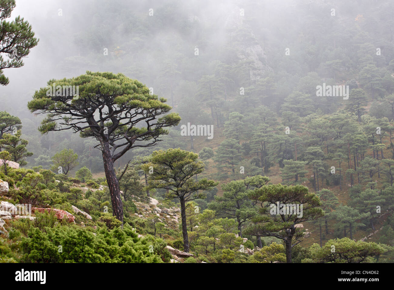 Spain, Catalonia, El Port Nature Reserve Landscape Stock Photo - Alamy
