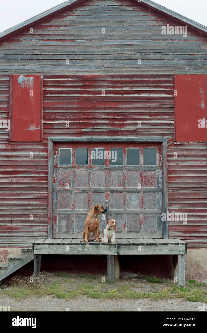 Two dogs sitting together on wooden porch Stock Photo - Alamy