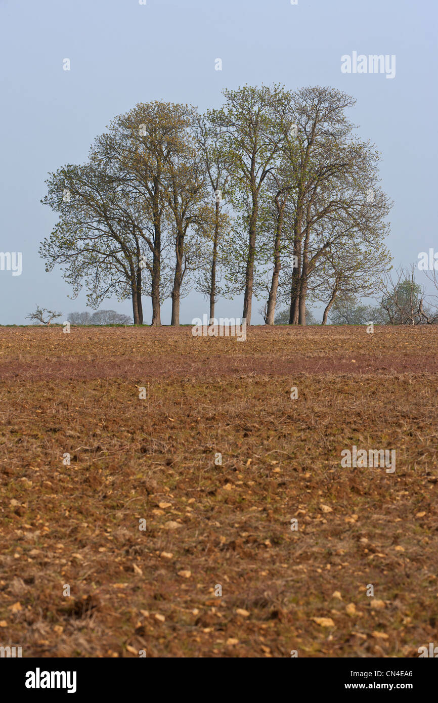 A Group of Horse Chestnut trees at top of field Stock Photo - Alamy