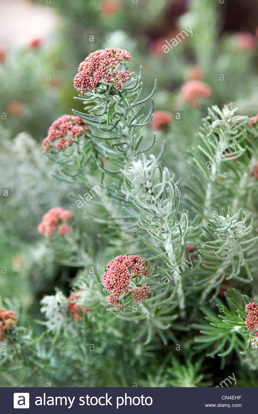 Ozothamnus Stock Photos & Ozothamnus Stock Images - Alamy