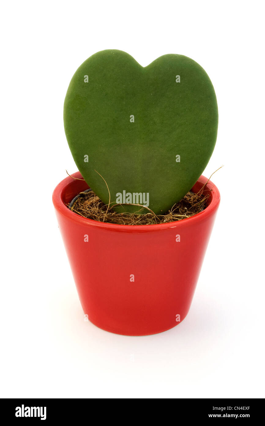 Heart shaped plant in a red pot over white Stock Photo - Alamy