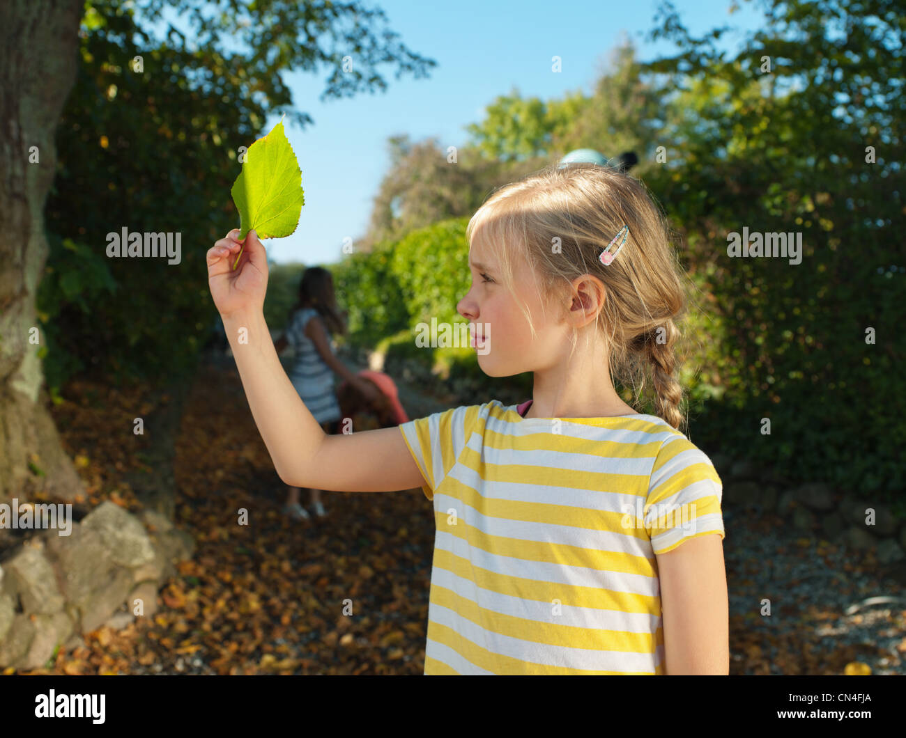 5 point leaf hi-res stock photography and images - Alamy