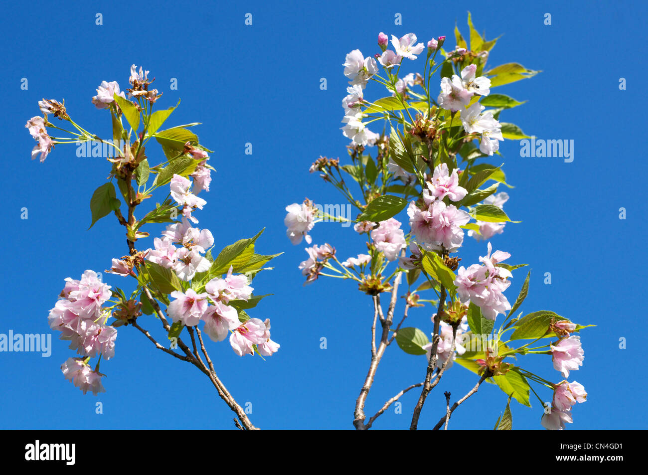 Flowering cherry tree Prunus Amanogawa At Kaliningrad botanical garden ...