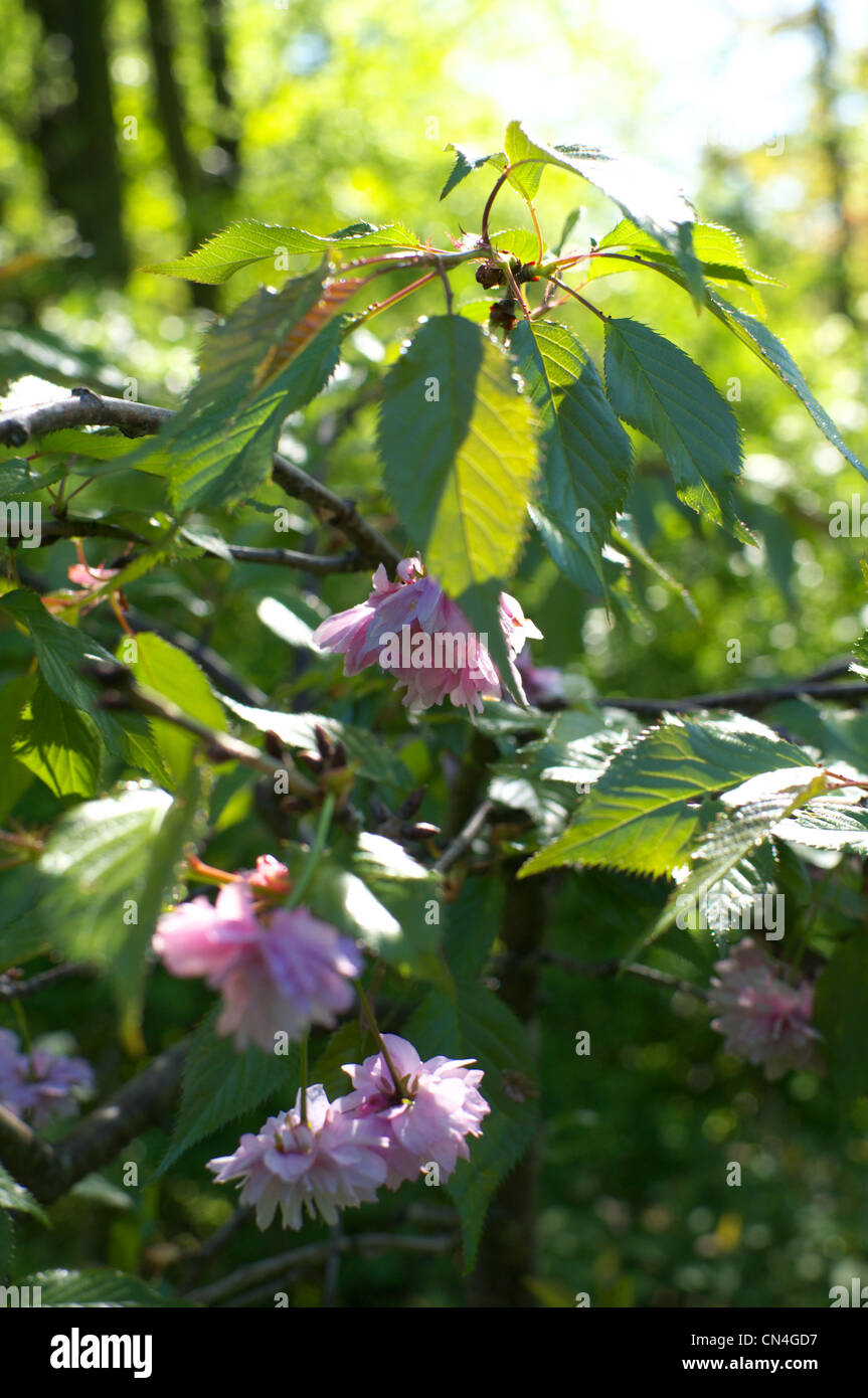 Flowering cherry tree Prunus Amanogawa at Kaliningrad botanical garden ...