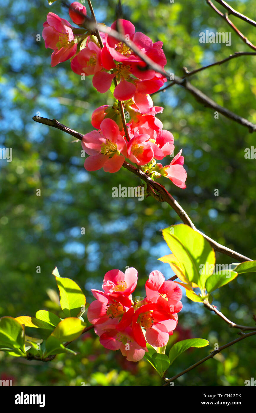 Quince Bush Blossoms at Kaliningrad botanical garden Stock Photo - Alamy