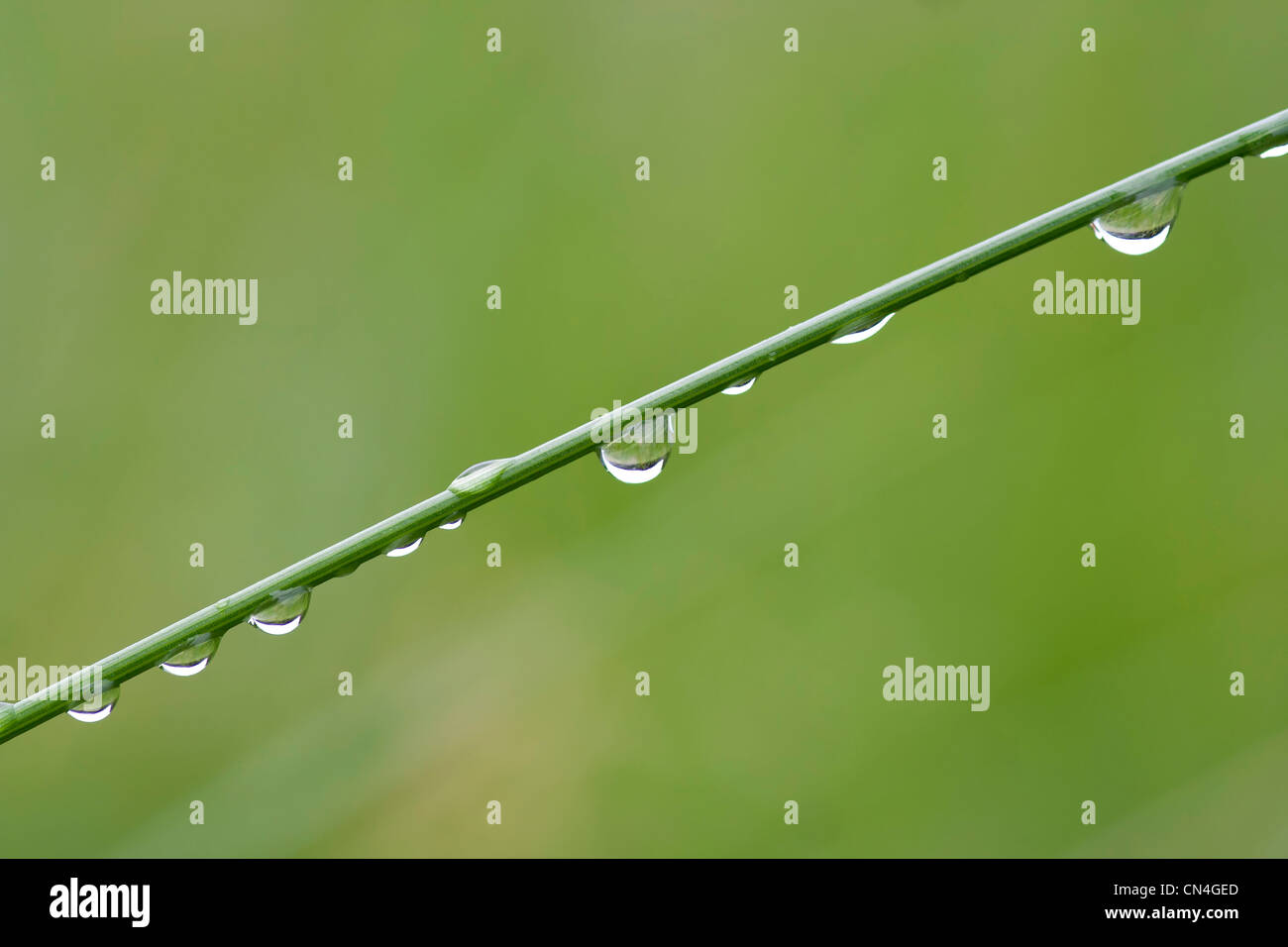 Abstract macro - close-up of the dew drops Stock Photo - Alamy
