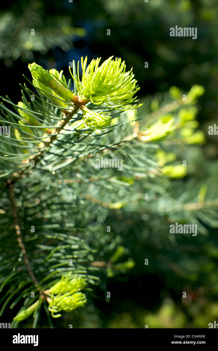 Spruce trunk growth. Kaliningrad botanical garden Stock Photo - Alamy